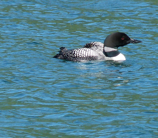 Enhancing habitat for non-game species